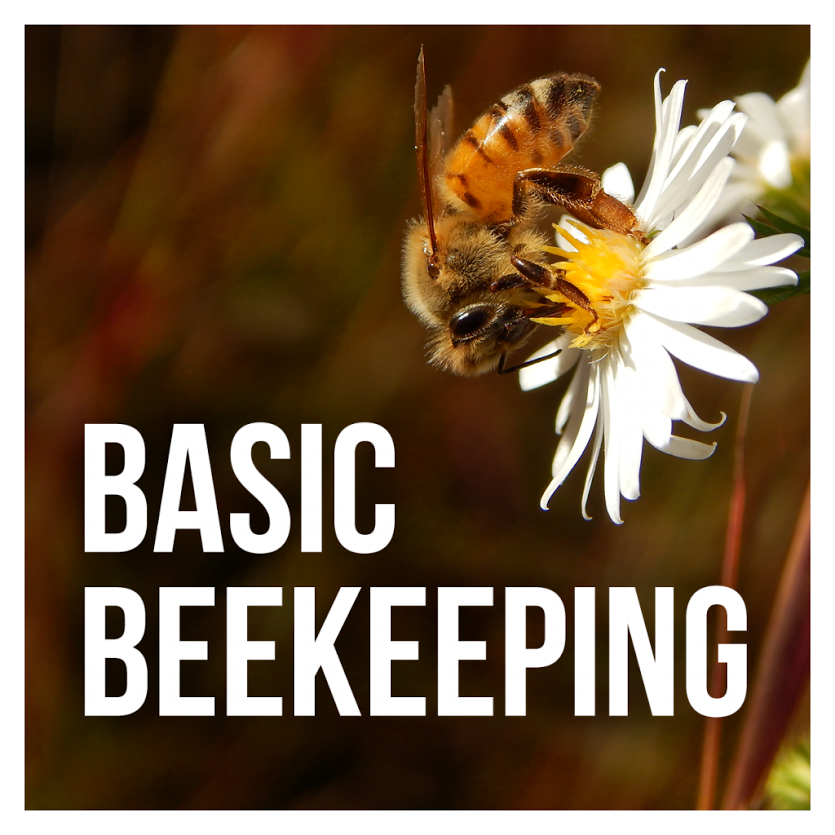 Basic Beekeeping - Honey Glen