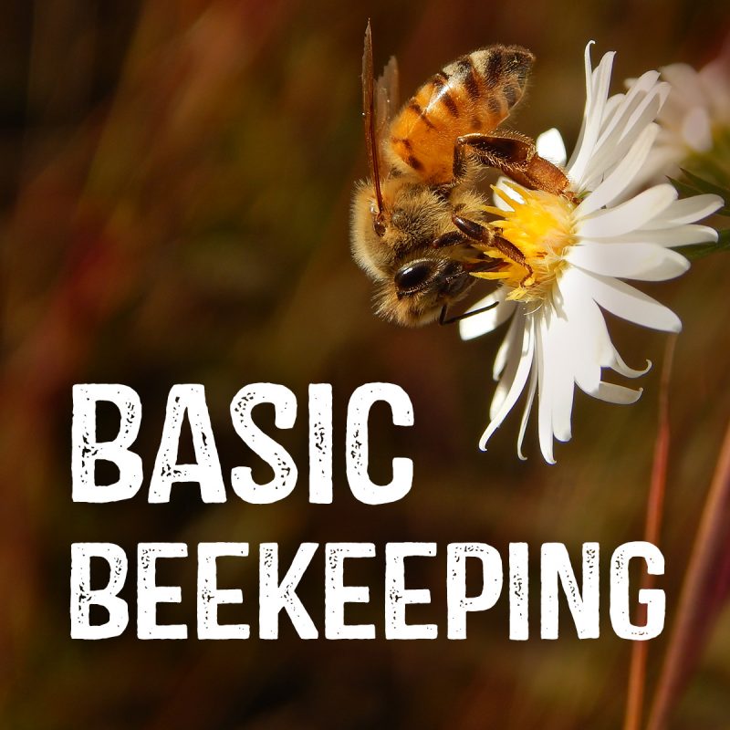 Basic Beekeeping Course - Honey Glen